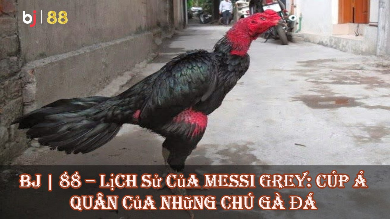 Bj | 88 - Lịch Sử Của Messi Grey: Cúp Á Quân Của Những Chú Gà Đá - BJ88 ...