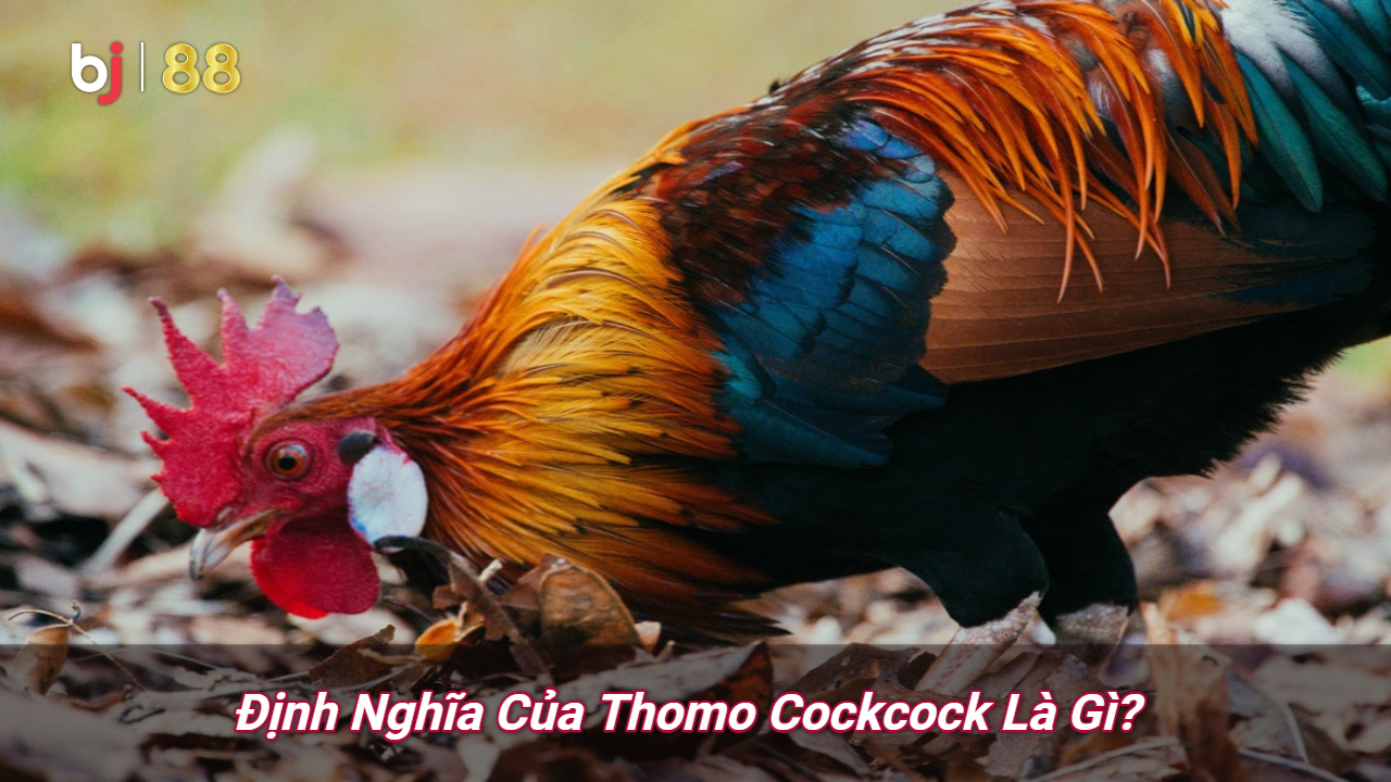 Tìm Hiểu Luật Chơi Gà Thomo Từ A Đến Z Mà Có Thể Bạn Chưa Biết - BJ88 DA GA THOMO
