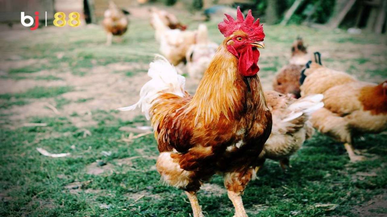 Đá Đậu Gà Theo Cách Bạn Muốn Với Độ Chính Xác 99% - BJ88 DA GA THOMO